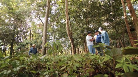 Plantio de duas mil mudas de árvores nativas no Parque Ecológico de