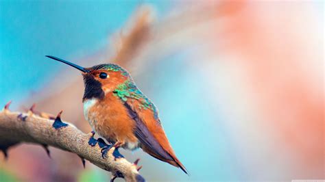 Birds K Wallpapers Wallpaper Cave