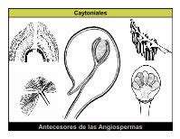 PDF Origen y Clasificación de las Angiospermas Son un grupo natural