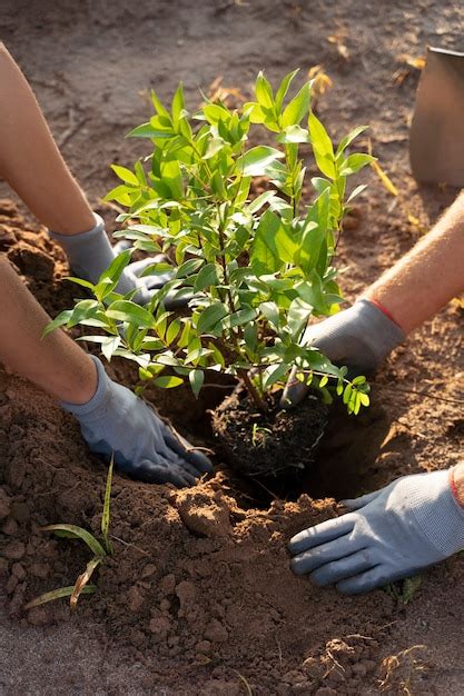 Details 48 plantar árboles gratis Abzlocal mx