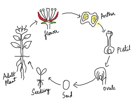Solved With The Help Of A Diagram Explain Sexual Reproduction In