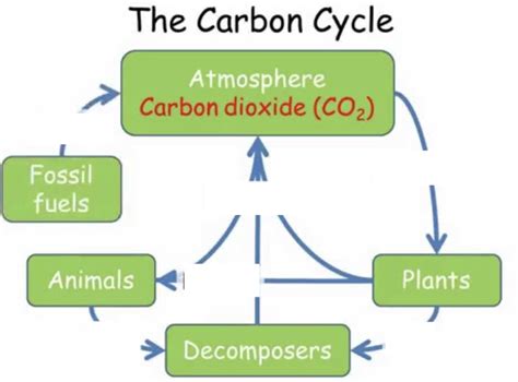Ecology Diagram Quizlet