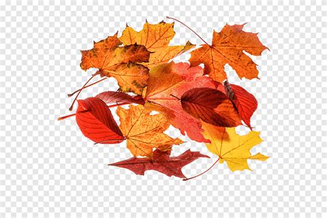 Assorted Fallen Leaves Illustration Autumn Leaves Collection Nature