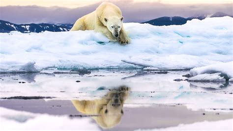 How To Watch Frozen Planet Stream Online From Anywhere In The World