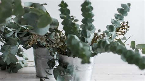 Eukalyptus Berwintern Das Gilt Es Zu Beachten