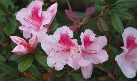 Azalea Fall Color Texas Gardener