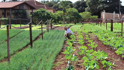 Agricultura familiar o que é suas características e importância