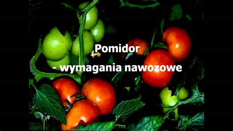 Nawożenie pomidorów uprawianych w gruncie prezentacja YouTube