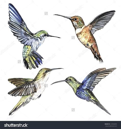 Watercolor Set Hummingbirds Hummingbird Illustration Pencil Drawings
