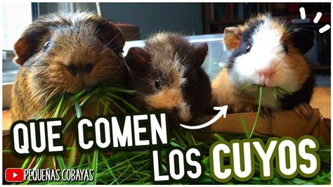 QUE SE LE DA DE COMER A LOS CUYOS YouTube