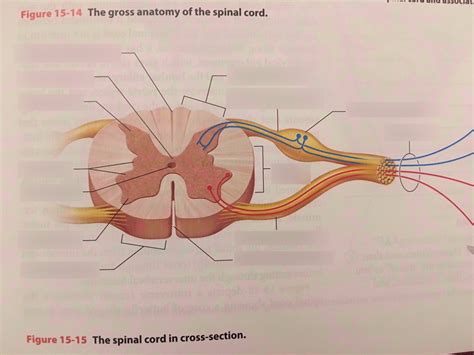 Spinal Cord Pt Diagram Quizlet