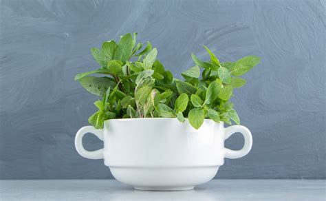 Cu L Es La Diferencia Entre Menta Y Hierbabuena