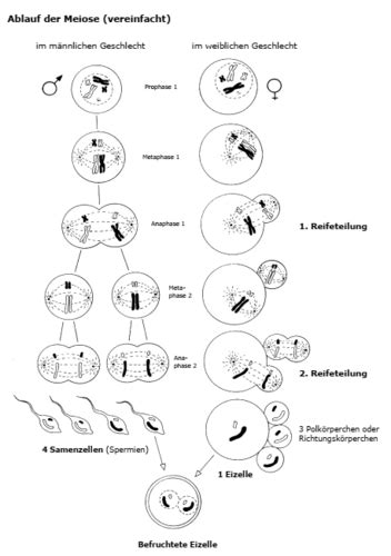 Zellteilung Meiose Flashcards Quizlet