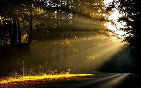 Morning Sun Rays In The Forest Sun Rays Rays Of Sunshine HD