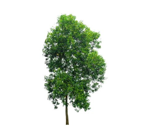 Isolated Trees On Transparent Background PNG File 12933291 PNG