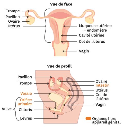 Lorganisation de lappareil génital féminin