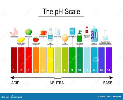 PH Scale Universal Indicator PH Stock Vector Illustration Of Healthy