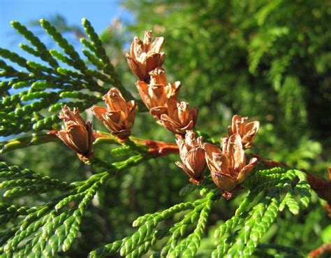 Plantas para cercos de crecimiento rápido Cielaria en 2021 Plantas