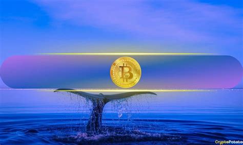 Bitcoin Whales Accumulate 436M Worth BTC In A Day Amid Intense FUD ITB