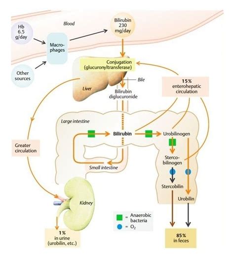 Bilirubin Metabolism