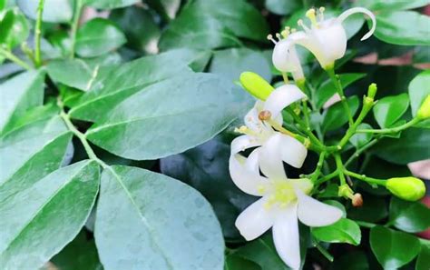 九里香什么时候开花 蜜源植物 酷蜜蜂