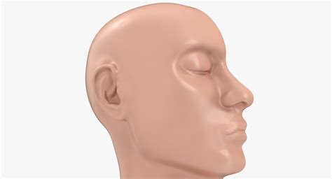 Sección del modelo de anatomía de la cabeza humana Modelo 3D 79 3ds