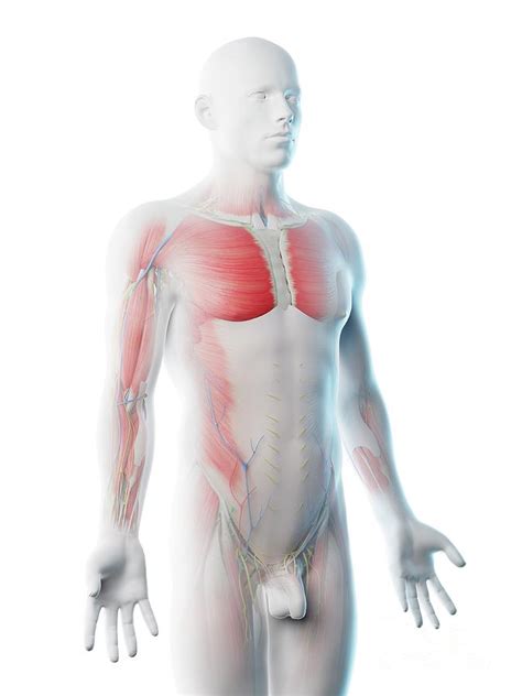 Male Upper Torso Anatomy Male Upper Body Anatomy And Internal Organs