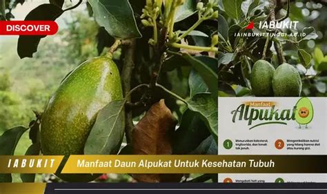 Temukan 7 Manfaat Daun Alpukat Untuk Kesehatan Tubuh Yang Wajib Kamu