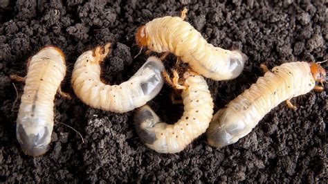 Qué hacer si tenés gusanos blancos en la casa