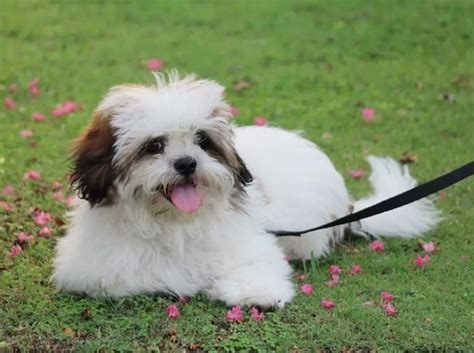 Descubra as 10 raças de cachorros populares no Brasil