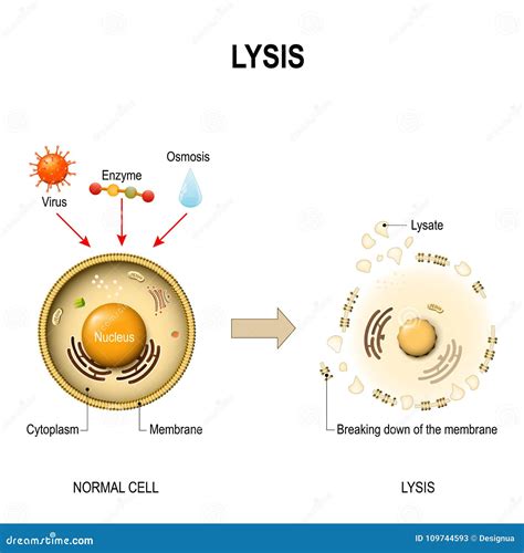 Lysed Clipart And Illustrations