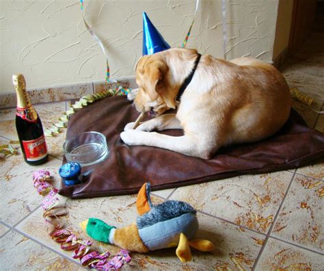 Alles Gute Zum Geburtstag Lied deutsch geburtstag wünsche