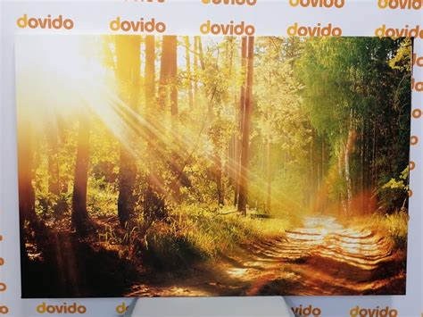 Wandbild Sonnenstrahlen Im Wald Dovido De