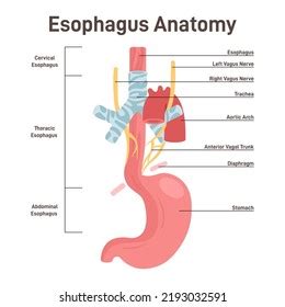 Esophagus Anatomy Muscular Tube That Carries Stock Vector Royalty Free