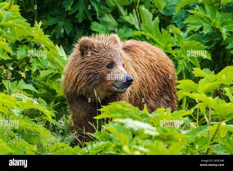 Brown Bear Cub Ursus Arctos Horribilis Grizzly Bear Ursus Arctos