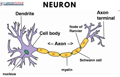 Neuron Definition Function Parts And Diagram