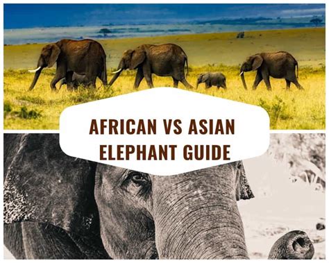 African Elephant Vs Asian Elephant The Complete Guide To Differences