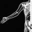 X Ray Skeleton Xray Body Human Obj