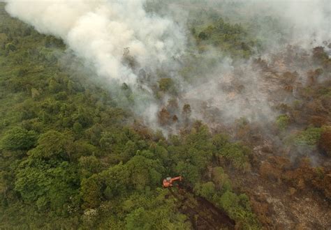 40 Kasus Kebakaran Hutan Terjadi Di Bangka Umumnya Karena Disengaja