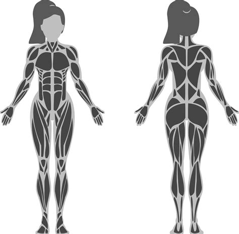 Female Muscle Anatomy Vector Art At Vecteezy