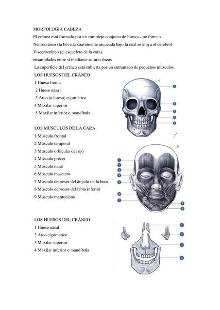 Morfología Cabeza Ángel Castillo uDocz