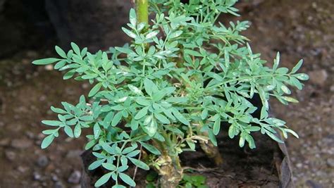 Para qué sirve la ruda propiedades y beneficios de la ruda planta