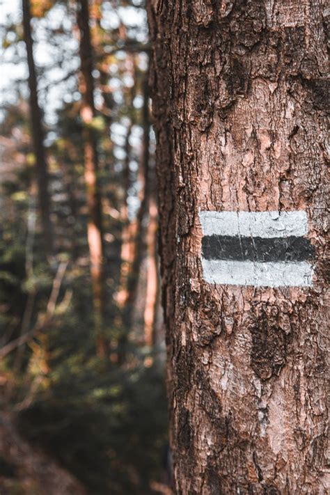 Sendero Del Bosque Árbol Rastro Foto gratis en Pixabay Pixabay