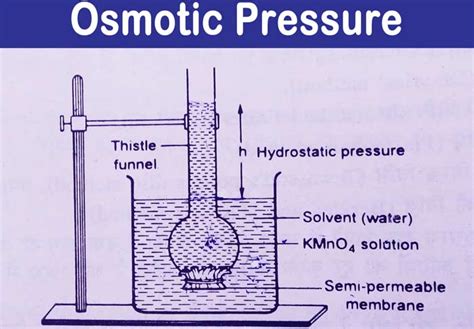 What Is Osmosis And Example Osmotic Pressure Definition Chemistry Page