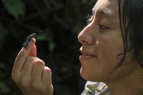 Qual é o animal vertebrado mais venenoso do mundo IMPULSOVET