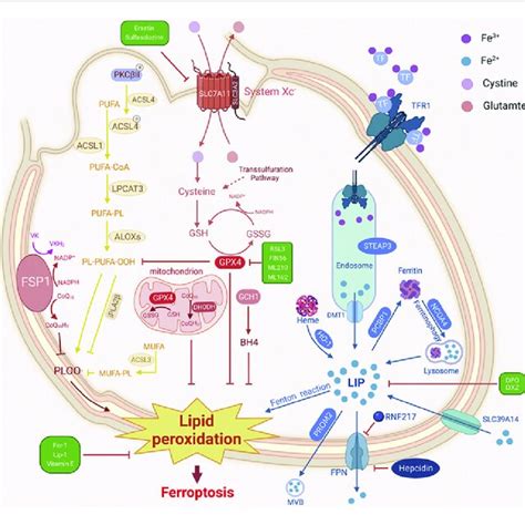 Molecular Mechanisms Of Ferroptosis Ferroptosis Mainly Includes Iron