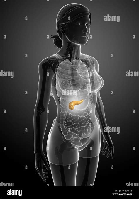 Illustration de l anatomie du pancréas femelle Photo Stock Alamy