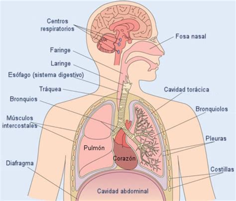 Pin De Raquel Gh En Ciencias Naturales Sistema Respiratorio Organos