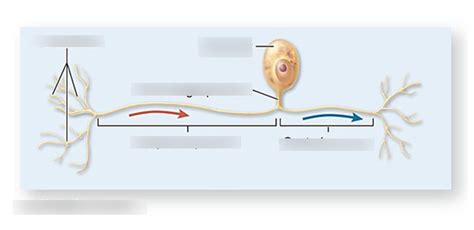 Nervous Tissue Diagram Quizlet