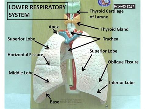 Lower Respiratory System Labeled Anatomy Physiology Flickr